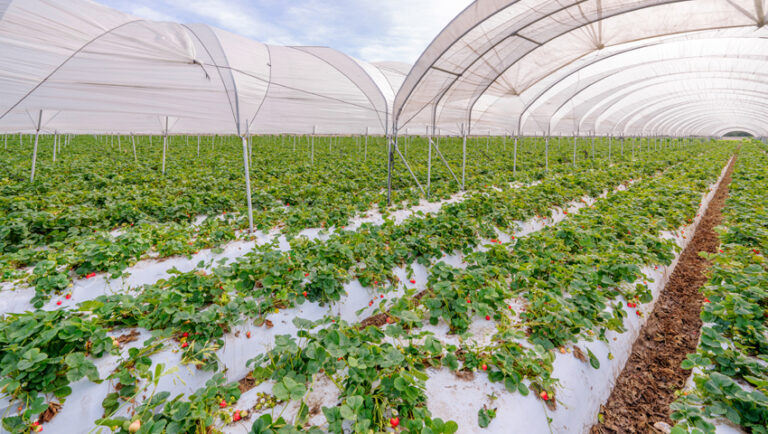 Seasonal worker visa scheme extended to 2029 - 8.9ha Seasonal worker visa scheme extended to 2029 - 8.9ha